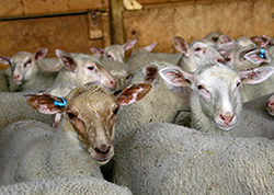 Kaiser Ag Solutions - Livestock, Crop, Ag Solutions & Oilfield Services ...